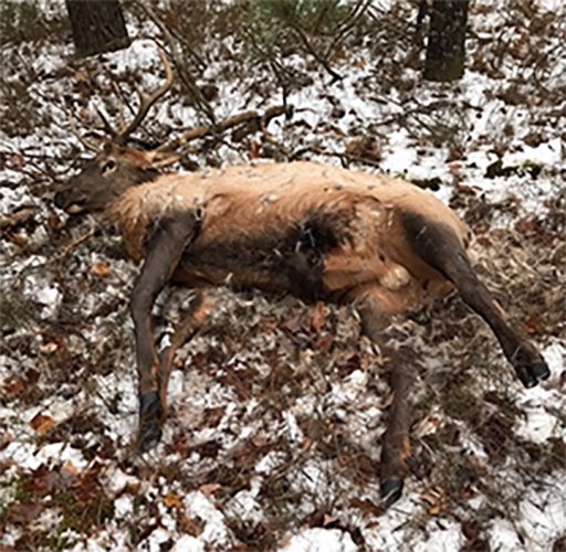 DNR investigates second poached elk | News, Sports, Jobs - The Alpena News